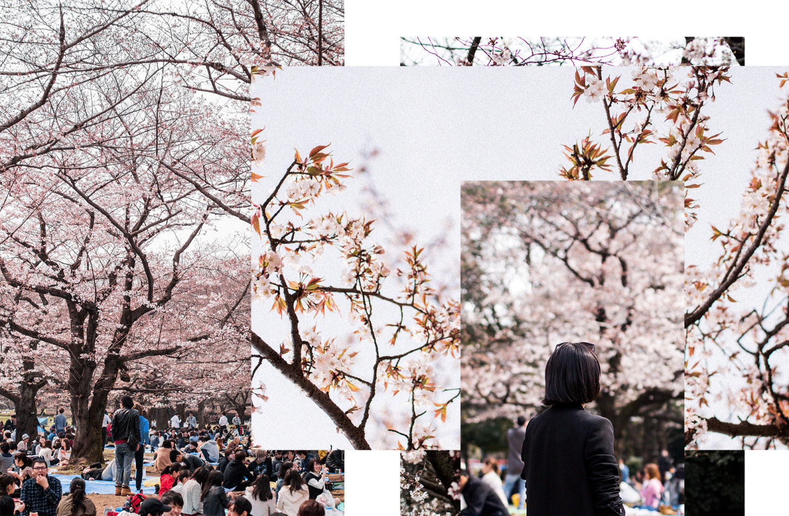hanami-yoyogi-park_sakura_cherry-blossoms_tokyo_travel-guide_04a | i ...