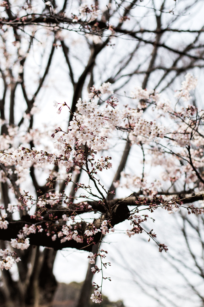 Cherry Blossoms at Yoyogi Park – Tokyo Hanami Spots | i Heart Alice ...