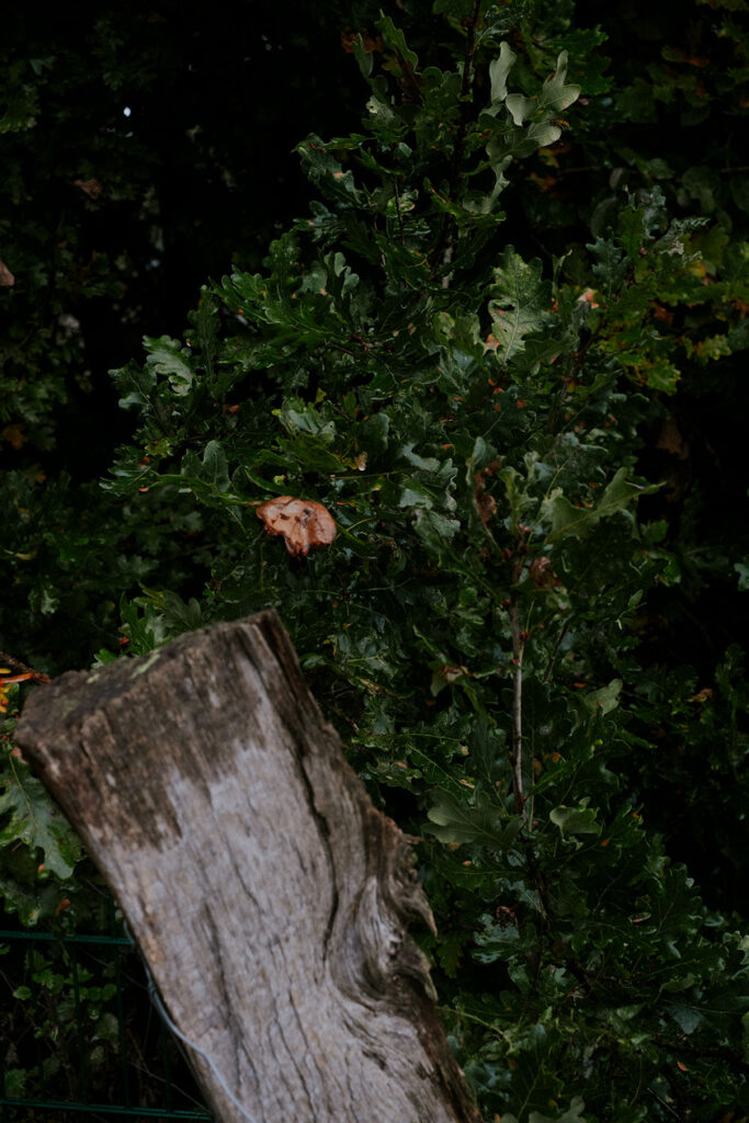 Autumn Walk Attire | i Heart Alice / iHeartAlice.com